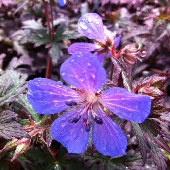 Geranium-Dark Reiter - G1 — Schmalz Custom Landscaping & Garden Center